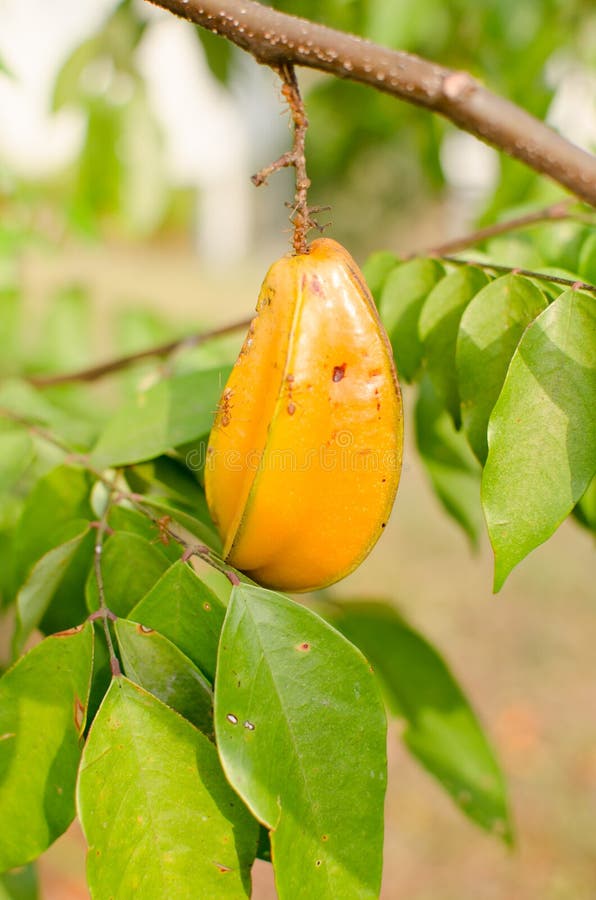 Star apple fruit stock photo. Image of exotic, heat, fiber - 47737852
