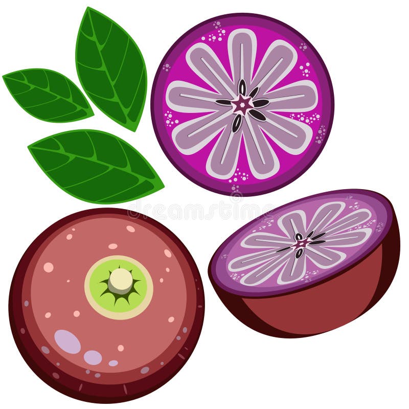 Star Apple Fruit Set Vector Stock Illustration - Illustration of ...