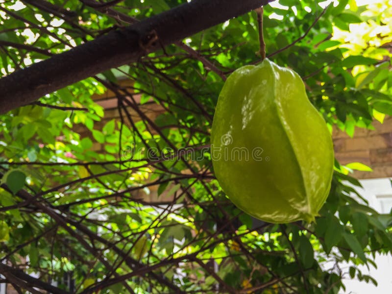 Star Apple stock image. Image of apple, organic, green - 59813807