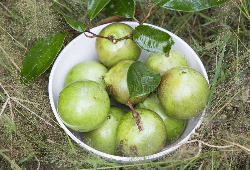 Star apple stock image. Image of delicious, nutritious - 74243873
