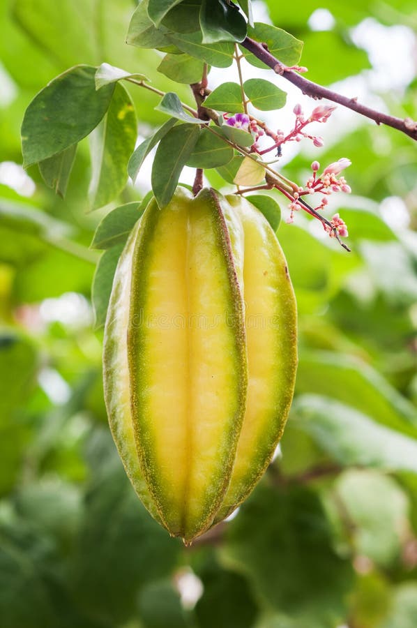 Star apple stock photo. Image of lifestyle, freshness - 42360166