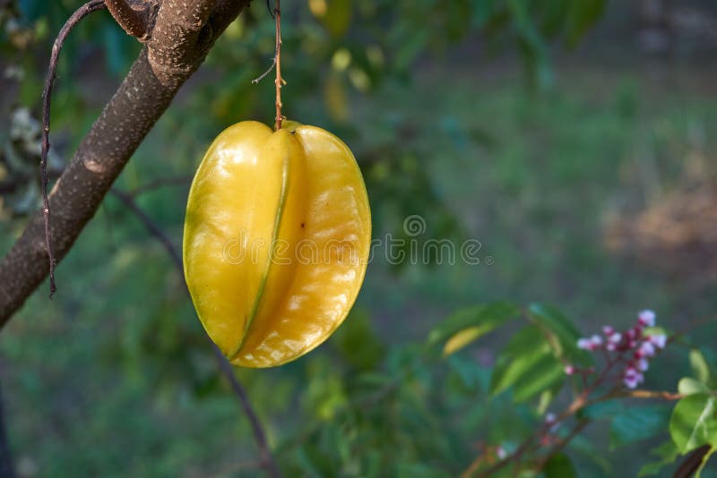 Star apple on tree branch stock photo. Image of green - 62361372