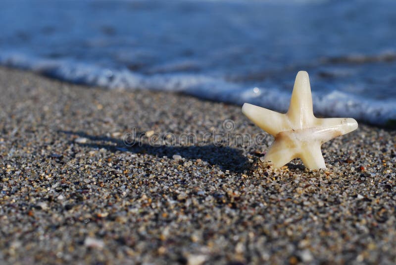 The star on the beach stock photo. Image of closeup, shadow - 61546756