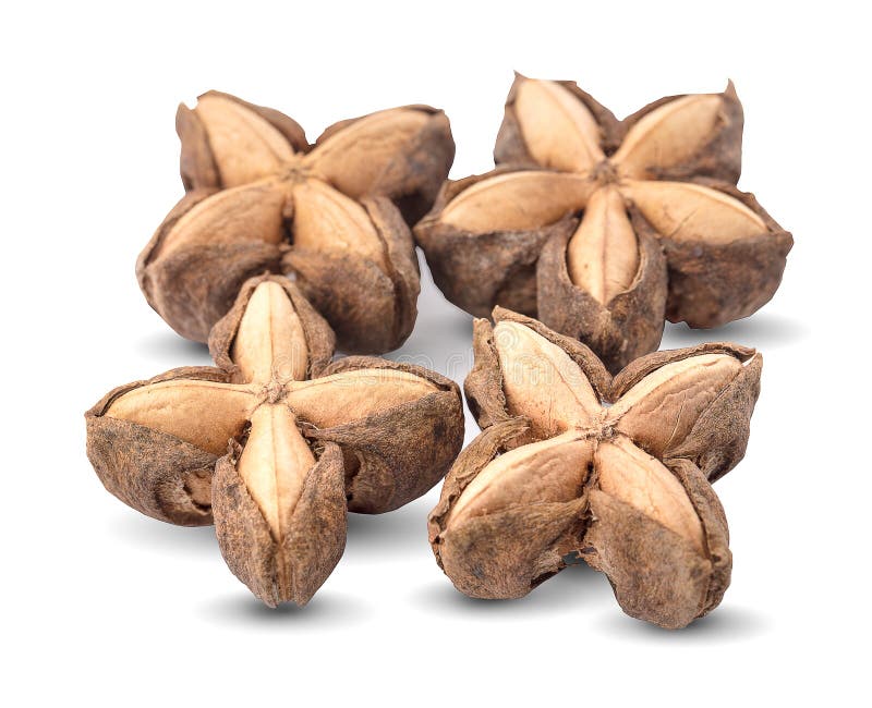 Star Bean Inca Isolate on White Background Stock Image - Image of ...