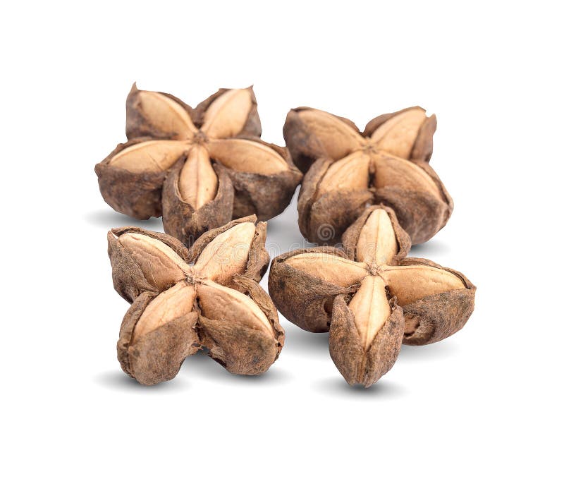 Star Bean Inca Isolate on White Background Stock Photo - Image of incas ...