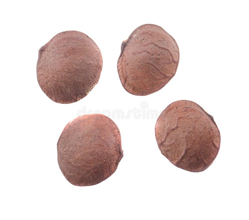 Inca Star Map Golden Plaque Temple of the Sun Stock Image - Image of ...