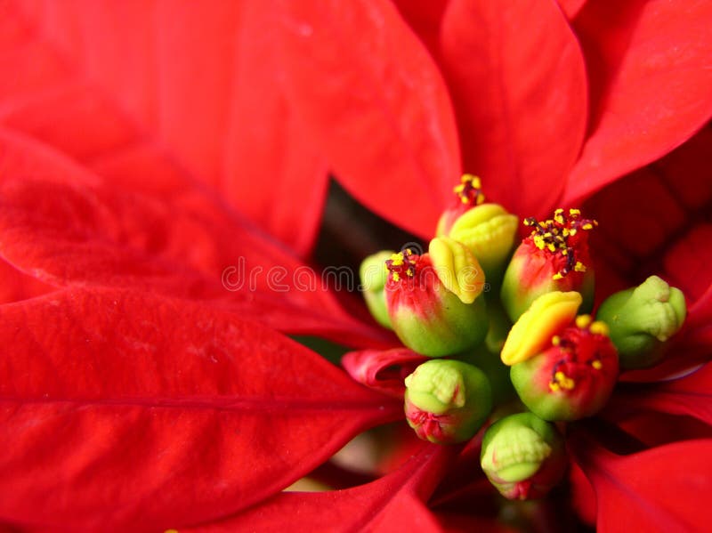 Red Star of Bethlehem Flower Stock Photo - Image of vivid, bright: 42474