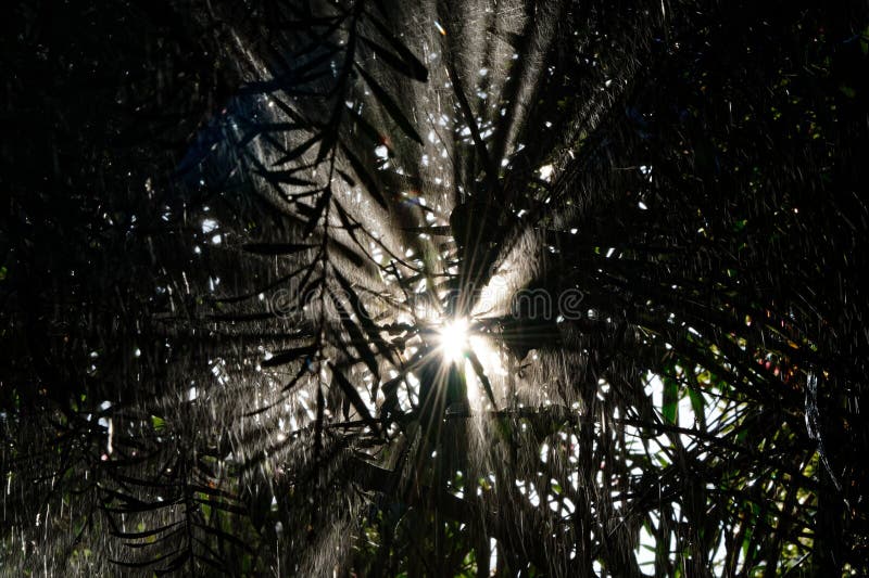 A Star Burst through the Foliage in the Rain. Stock Image - Image of ...