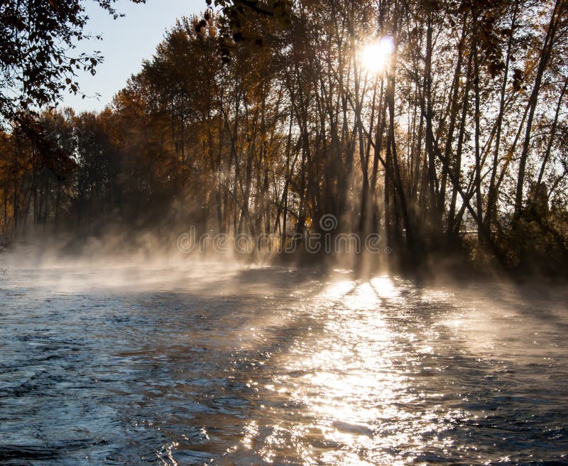 Star burst stock image. Image of gold, forest, nature - 103148959