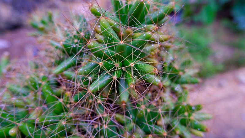 Star Cactus Plant (Astrophytum), with a Star-like Shape Stock Photo ...