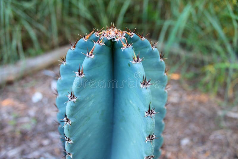 Star cactus stock image. Image of point, cactus, star - 48495353