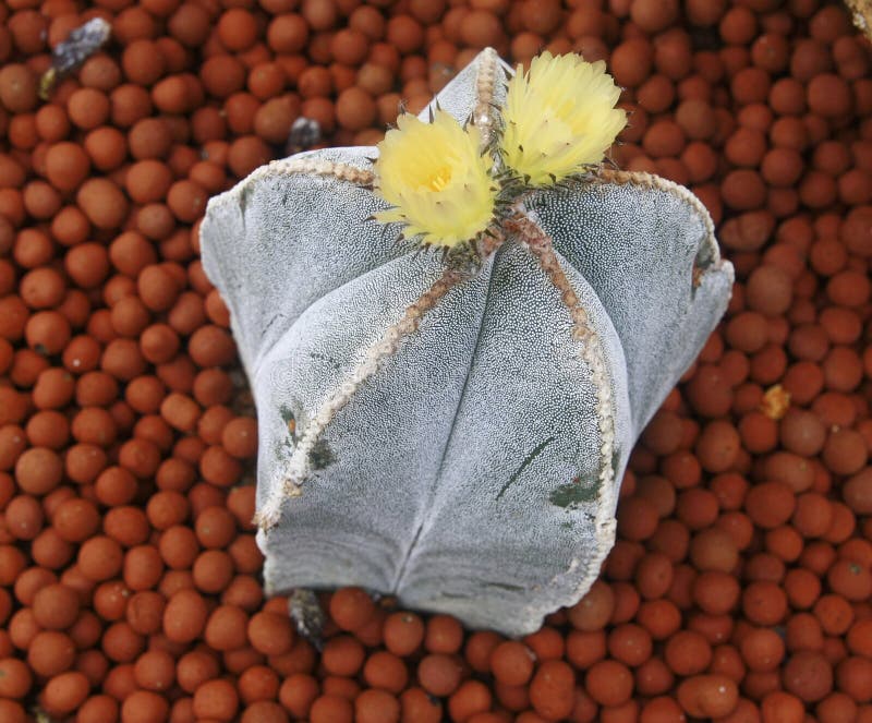Star cactus stock photo. Image of black, cacti, green - 34535284