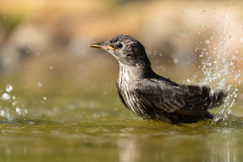 Common starling stock photo. Image of ornithology, avian - 246049814