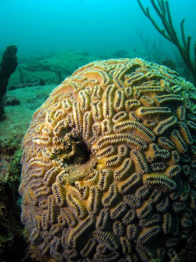 Star coral stock photo. Image of environmental, discover - 6316064