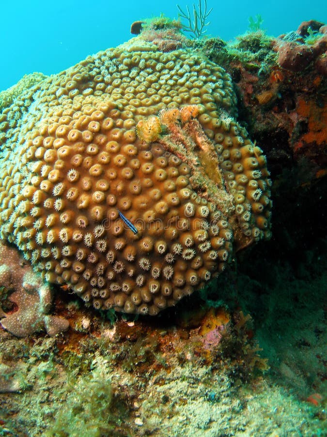 Star coral stock photo. Image of environmental, discover - 6316064