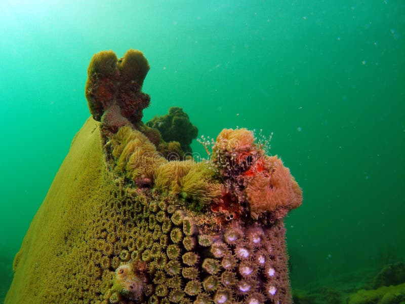 Star Coral Picture. Image: 6316035