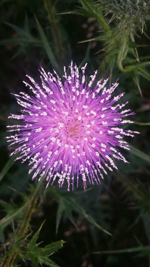 Star on Earty stock photo. Image of star, detailed, clear - 87739896