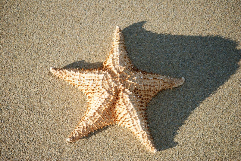 Star fish stock photo. Image of fish, sunlight, sandy - 10805474