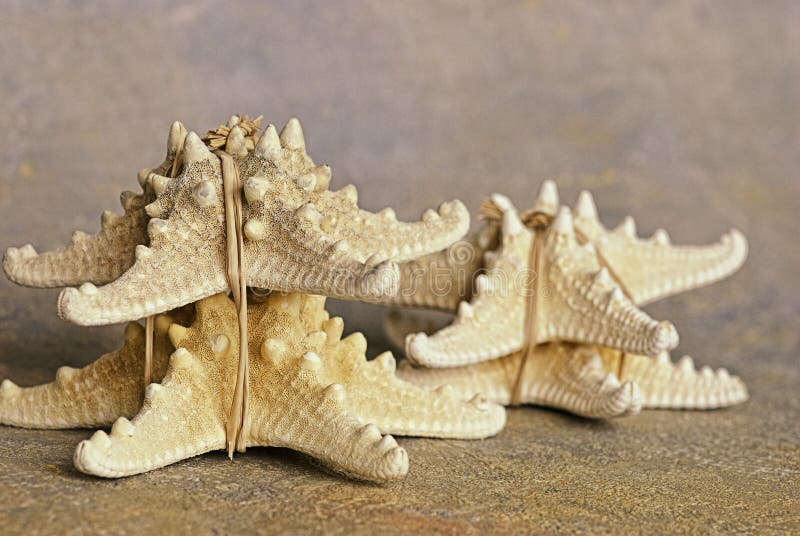 Star fish stock image. Image of space, detail, nature - 13168001