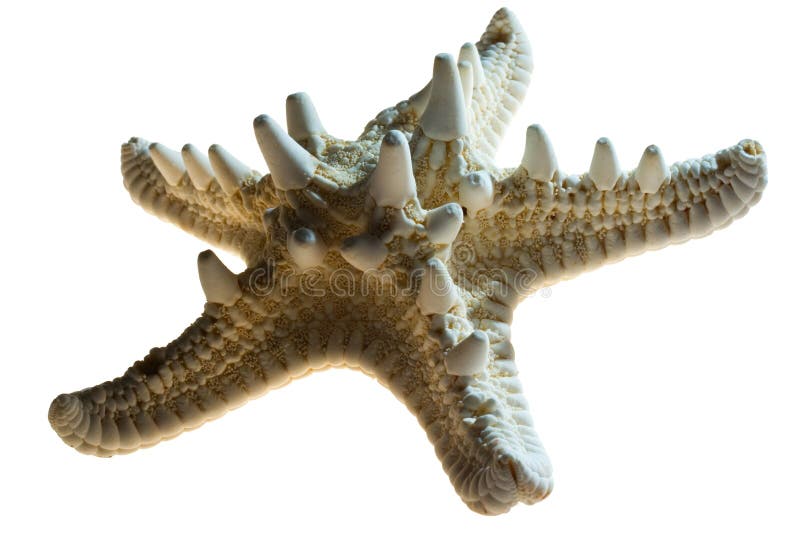 Star-fish stock image. Image of creature, thistly, prickly - 13389447