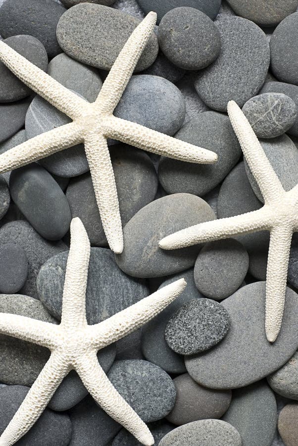 Star fish stock photo. Image of starfish, pebble, marine - 13446608