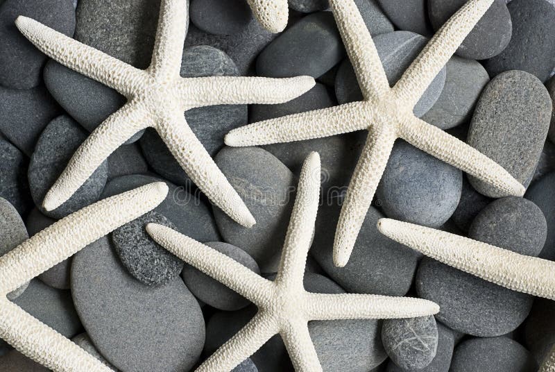 Star fish stock photo. Image of detail, pebble, starfish - 13512512