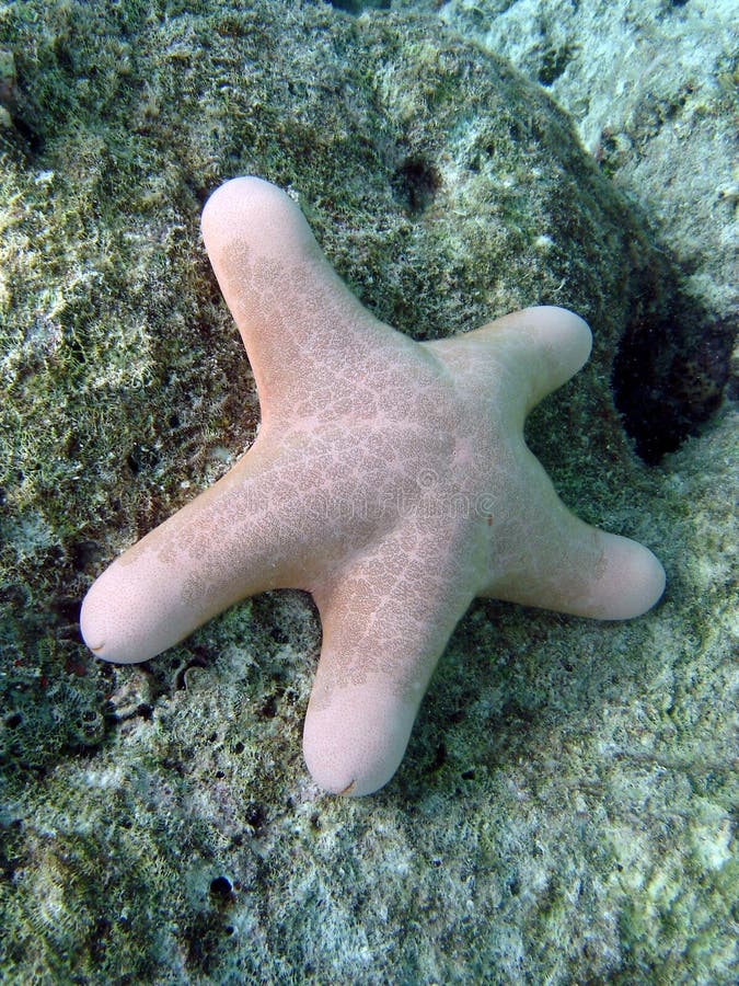 Star fish stock photo. Image of animal, kuredu, water - 14905046