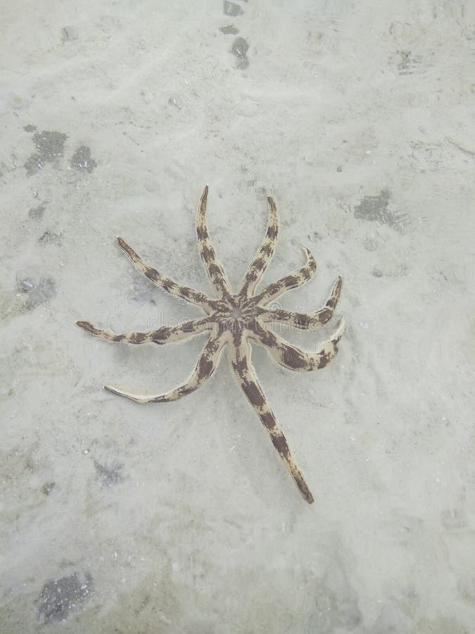 Star fish 1 stock photo. Image of insect, arthropod - 200660390
