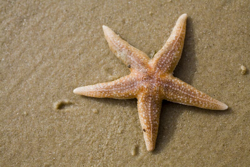Star Fish stock image. Image of shape, beach, relaxation - 21314277