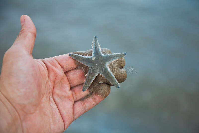Star Fish stock photo. Image of starfish, seashore, life - 24401526