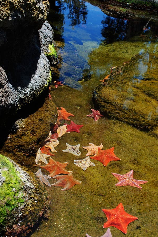 Star Fish stock photo. Image of mystical, water, pretty - 25144034