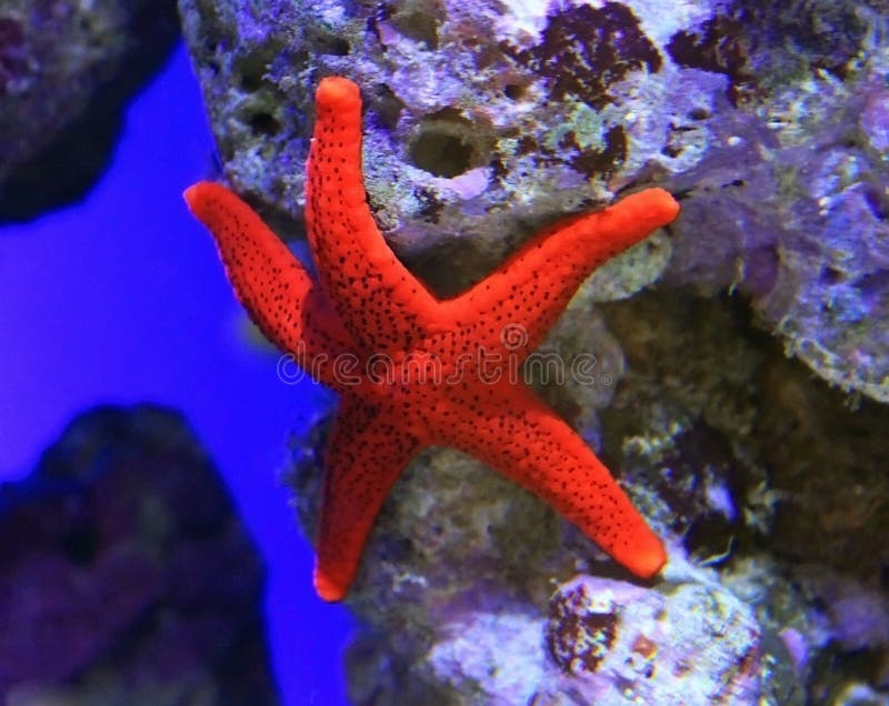 Star Fish Stock Photos - Image: 26153883
