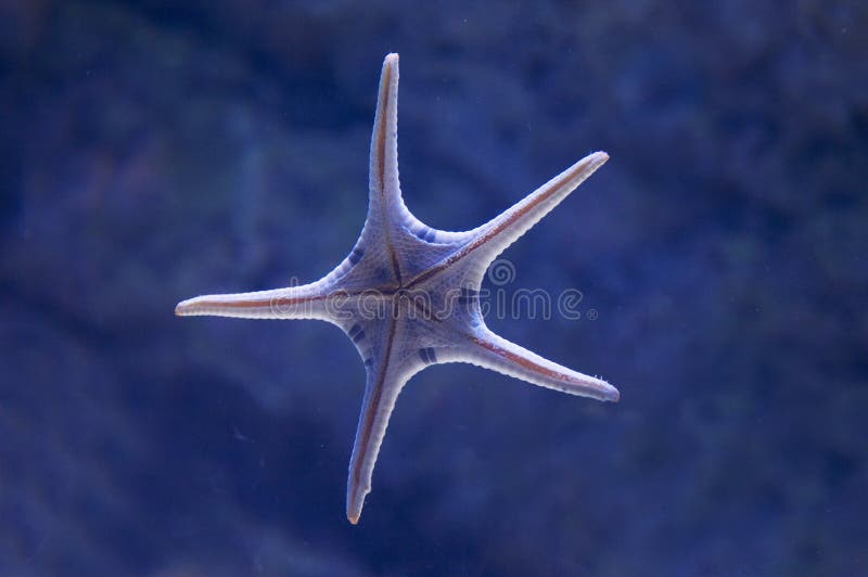 Star Fish stock image. Image of ocean, animal, star, marine - 29332265