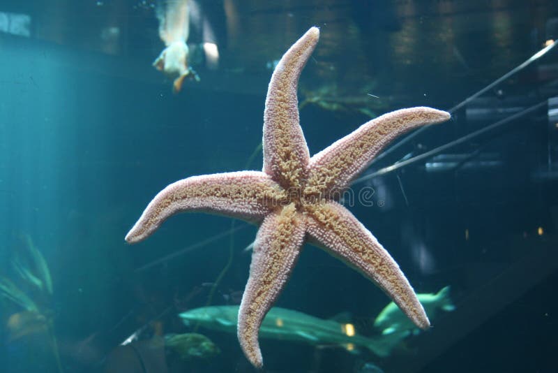 Star fish stock image. Image of water, aquarium, life - 3106579