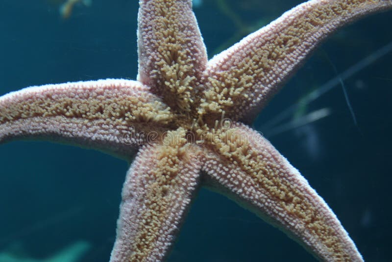 Star Fish stock image. Image of starfish, resemble, alien - 89600173