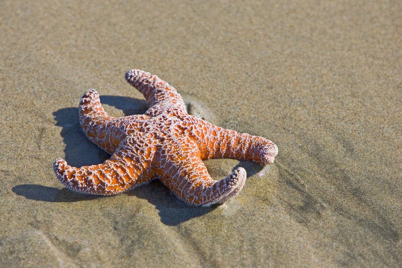Star fish stock photo. Image of starfish, isolated, sunny - 762060