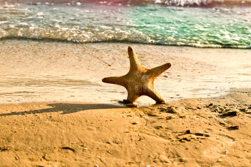 Adorable Star Fish Walking Along the Beach Stock Image - Image of ...