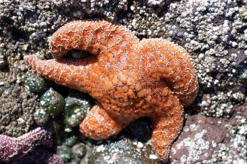 Star Fish stock image. Image of marine, stars, ocean, starfish - 965855