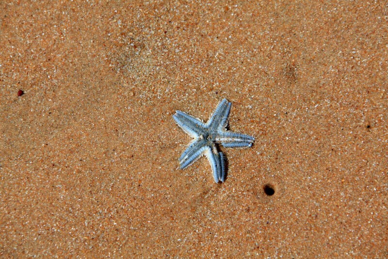 Star fish stock photo. Image of sand, marine, dead, small - 34181422