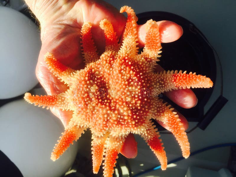 Star fish stock photo. Image of star, fish, north, caught - 57979114