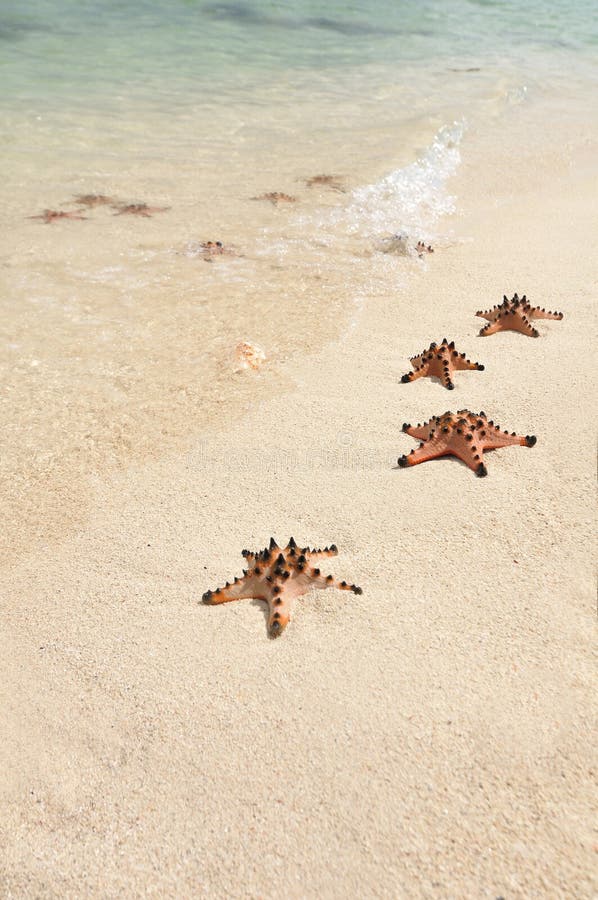 Star fish stock photo. Image of water, clear, star, fish - 30840546