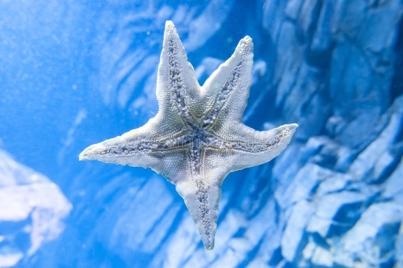 Star fish stock image. Image of marine, aquatic, helgidinson - 44151279