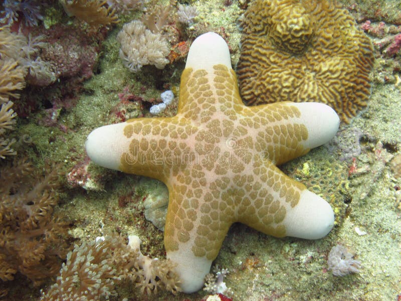 Red and yellow Seastar stock photo. Image of colourful - 58107988