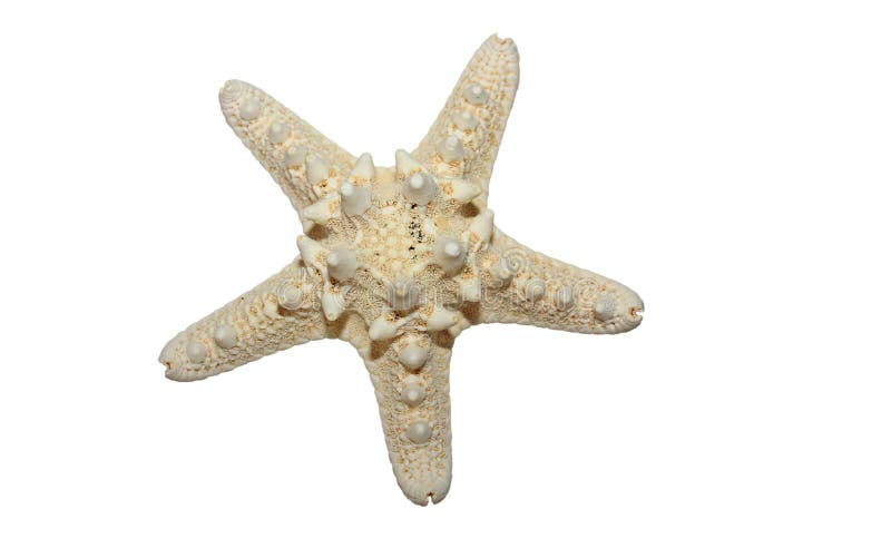 Star fish isolated stock photo. Image of crustacean, close - 56222712