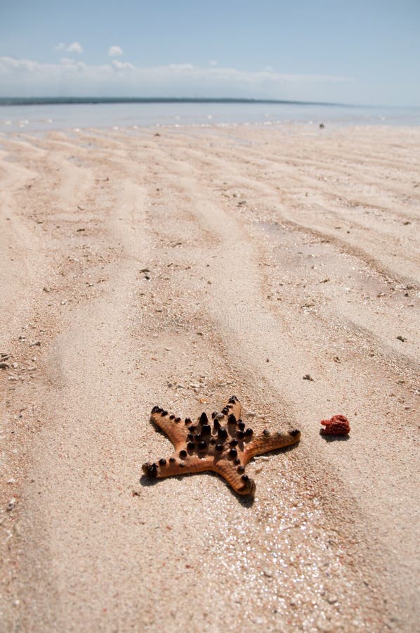 Star Fish stock image. Image of water, white, fish, blue - 66892571