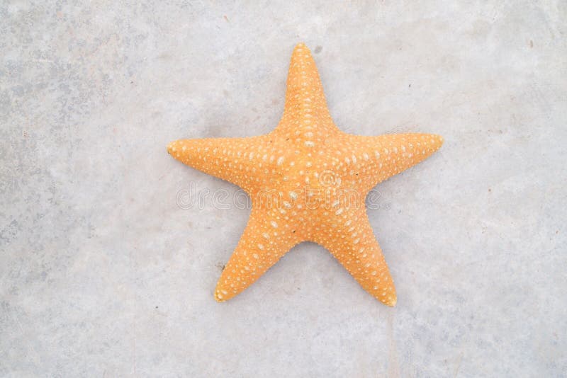 Star fish stock image. Image of pacific, marine, mollusk - 31064865