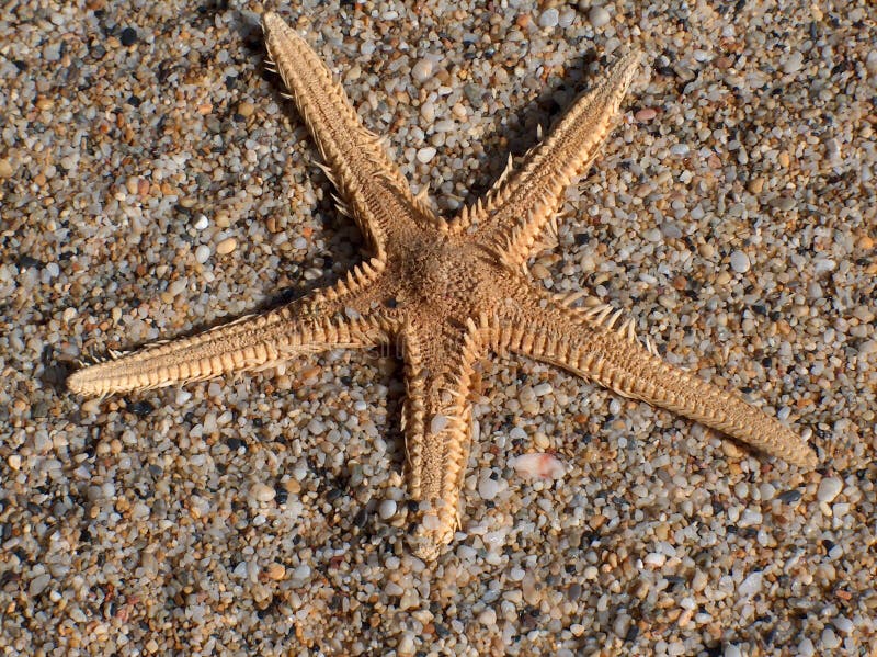 Star fish on sand stock photo. Image of fish, beige, sand - 1012032