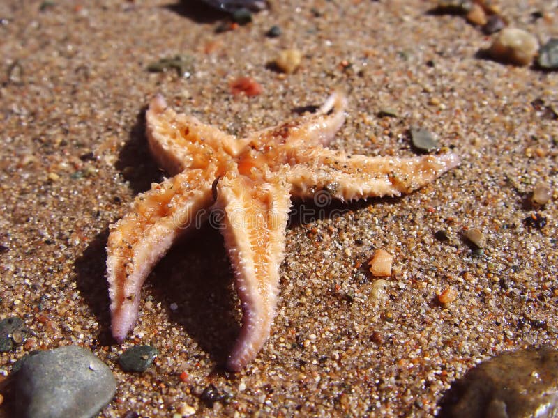 Star Fish on Sand stock image. Image of rocks, fish, concepts - 89067