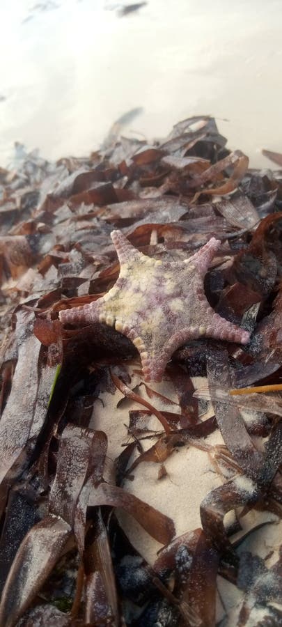 Star fish sand beach dust stock photo. Image of dust - 288543050