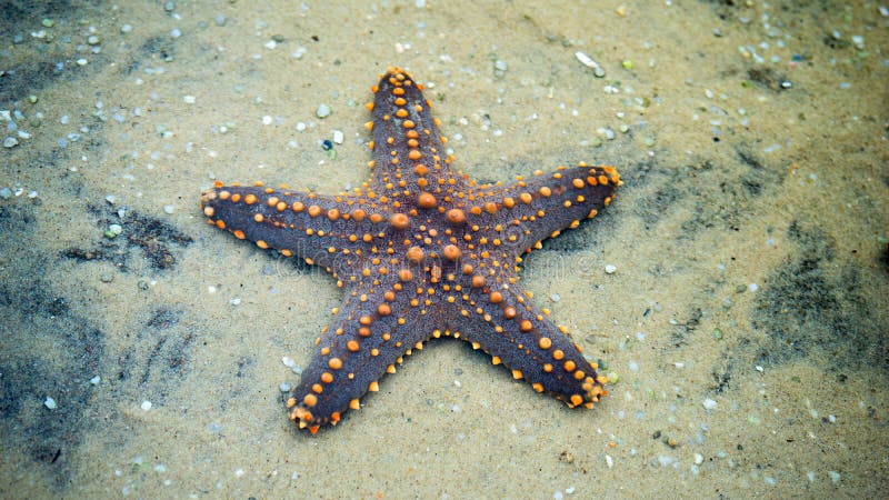 Starfish on wet sand stock photo. Image of beige, background - 23097768